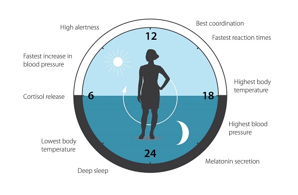 Tubuh memiliki jam internal, begini caranya bekerja